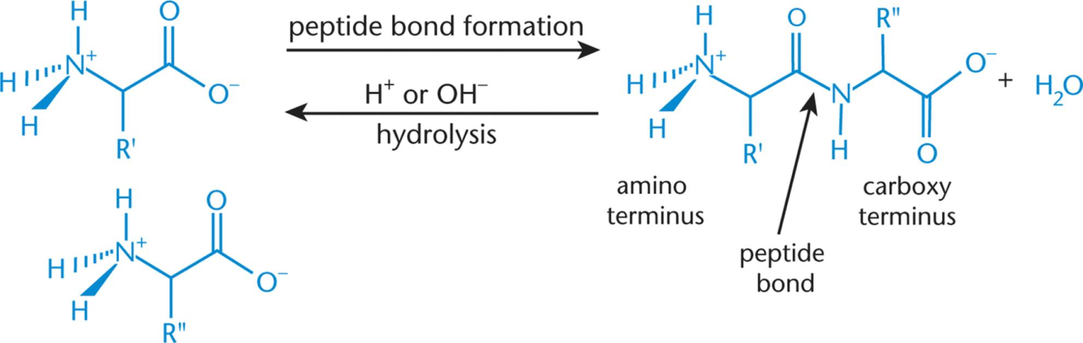 How to Store Peptides: Handling & Storage Guidelines