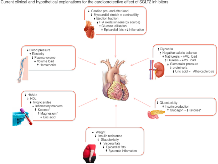 Hexarelin Peptide Therapy for Cardiac Protection